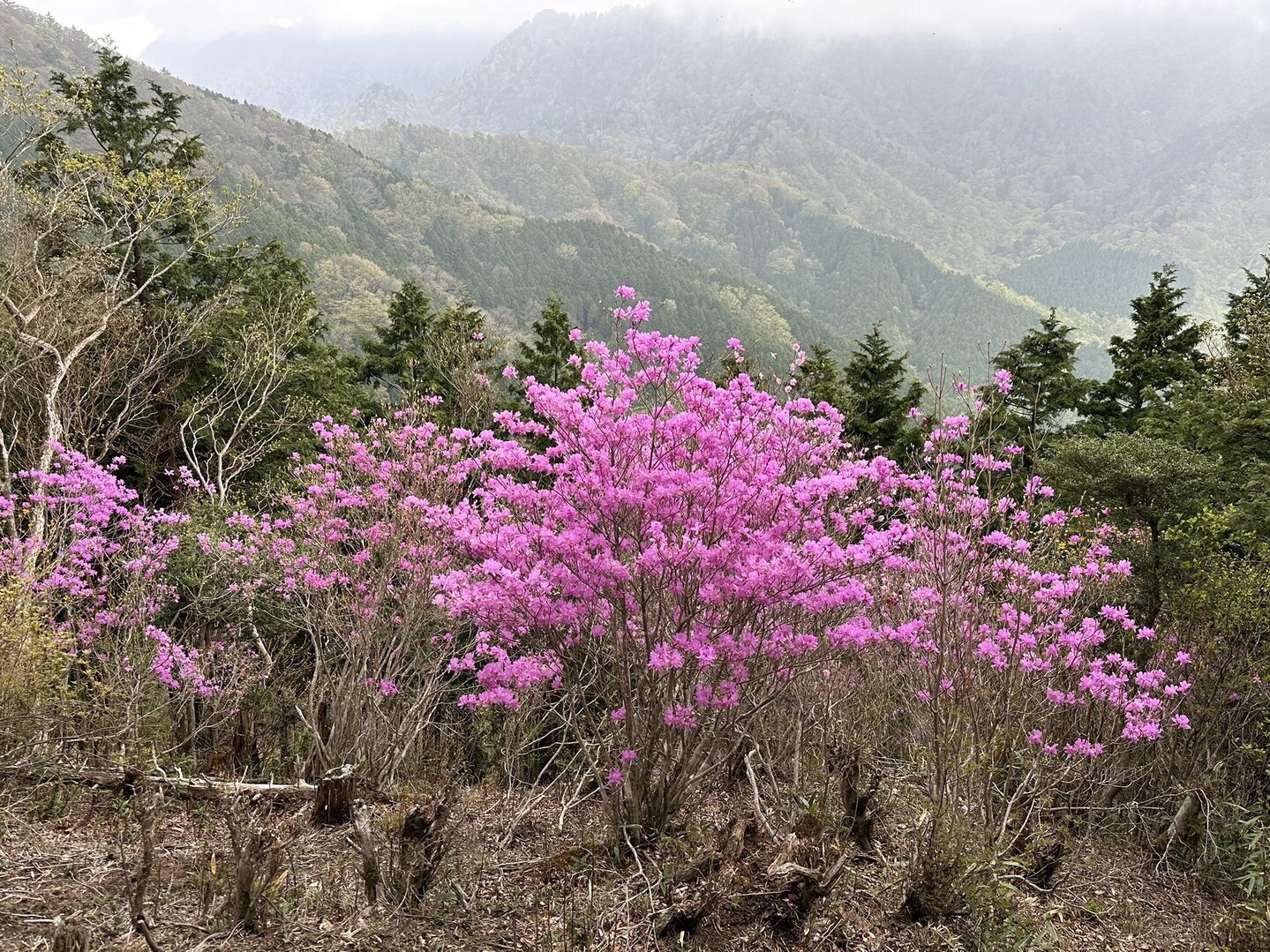 黒川山にアケボノツツジを見に🎵 / yasu yasuさんの石鎚山・堂ヶ森・二ノ森の活動データ | YAMAP / ヤマップ