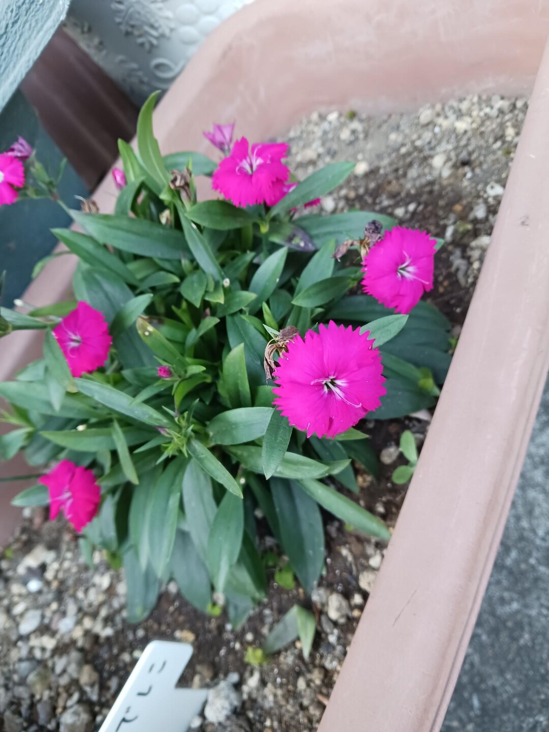 セキチク💠 花言葉は「あなたが嫌いです... / hiroさんのモーメント | YAMAP / ヤマップ