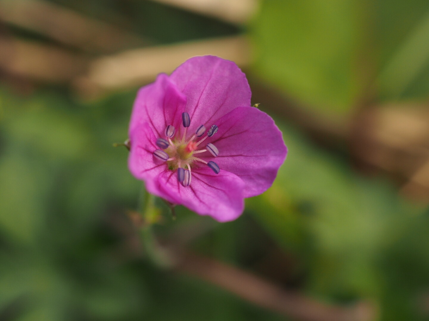 由布岳（東峰） / kojiさんの由布岳・鶴見岳の活動日記 | YAMAP / ヤマップ