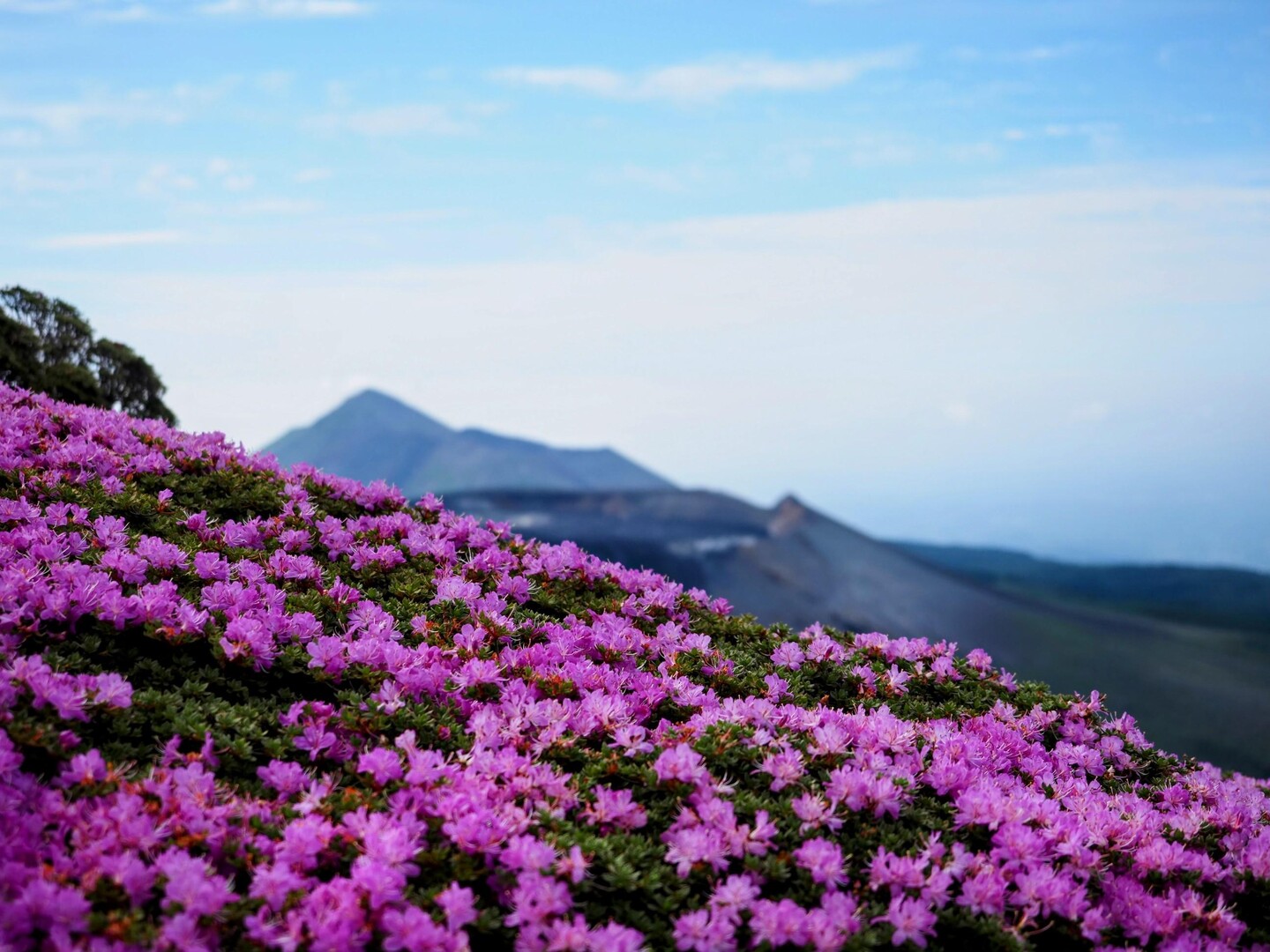 この時期といえば③ 韓国岳 / capetaさんの霧島山・韓国岳・高千穂峰・夷守岳・烏帽子岳の活動データ | YAMAP / ヤマップ