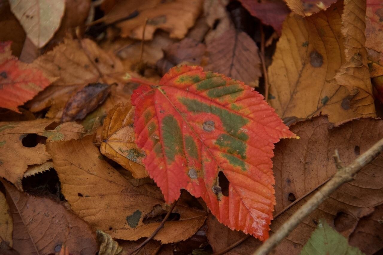 野呂山・弘法寺山 紅葉状況....II / 田中のんきさんの野呂山・膳棚山の活動データ | YAMAP / ヤマップ