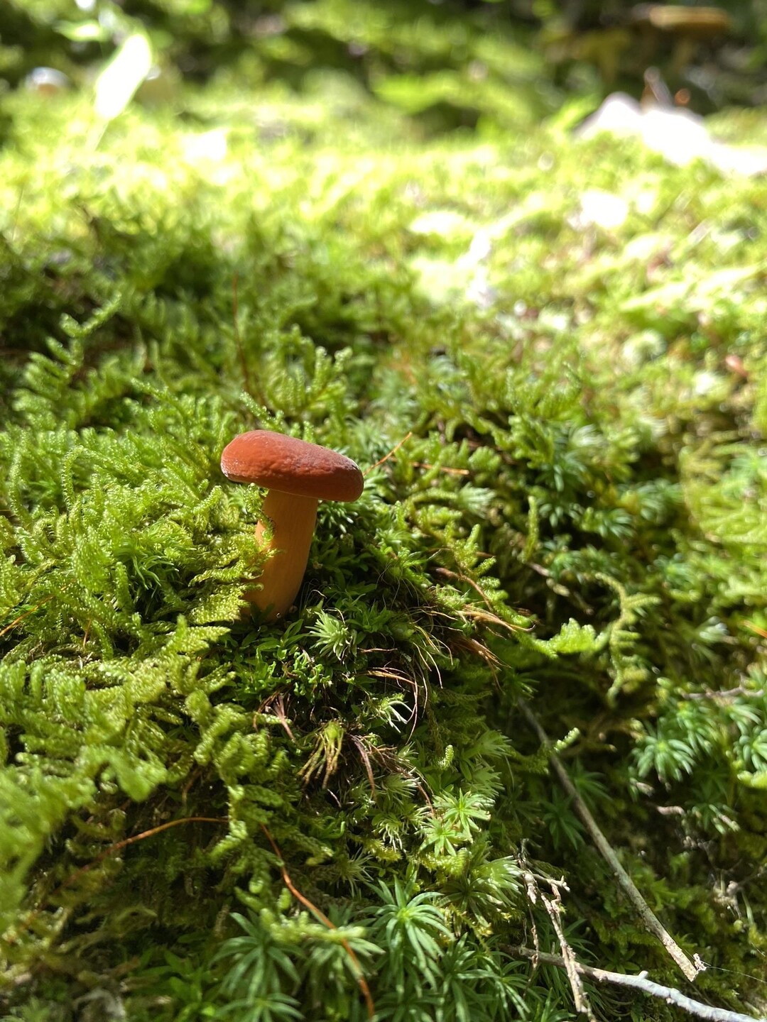 キノコ🤭 三股町 長田峡 / あずさんのモーメント | YAMAP / ヤマップ