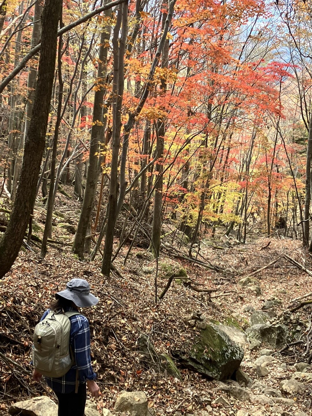 祖母山 / motomickyさんの祖母山の活動データ | YAMAP / ヤマップ