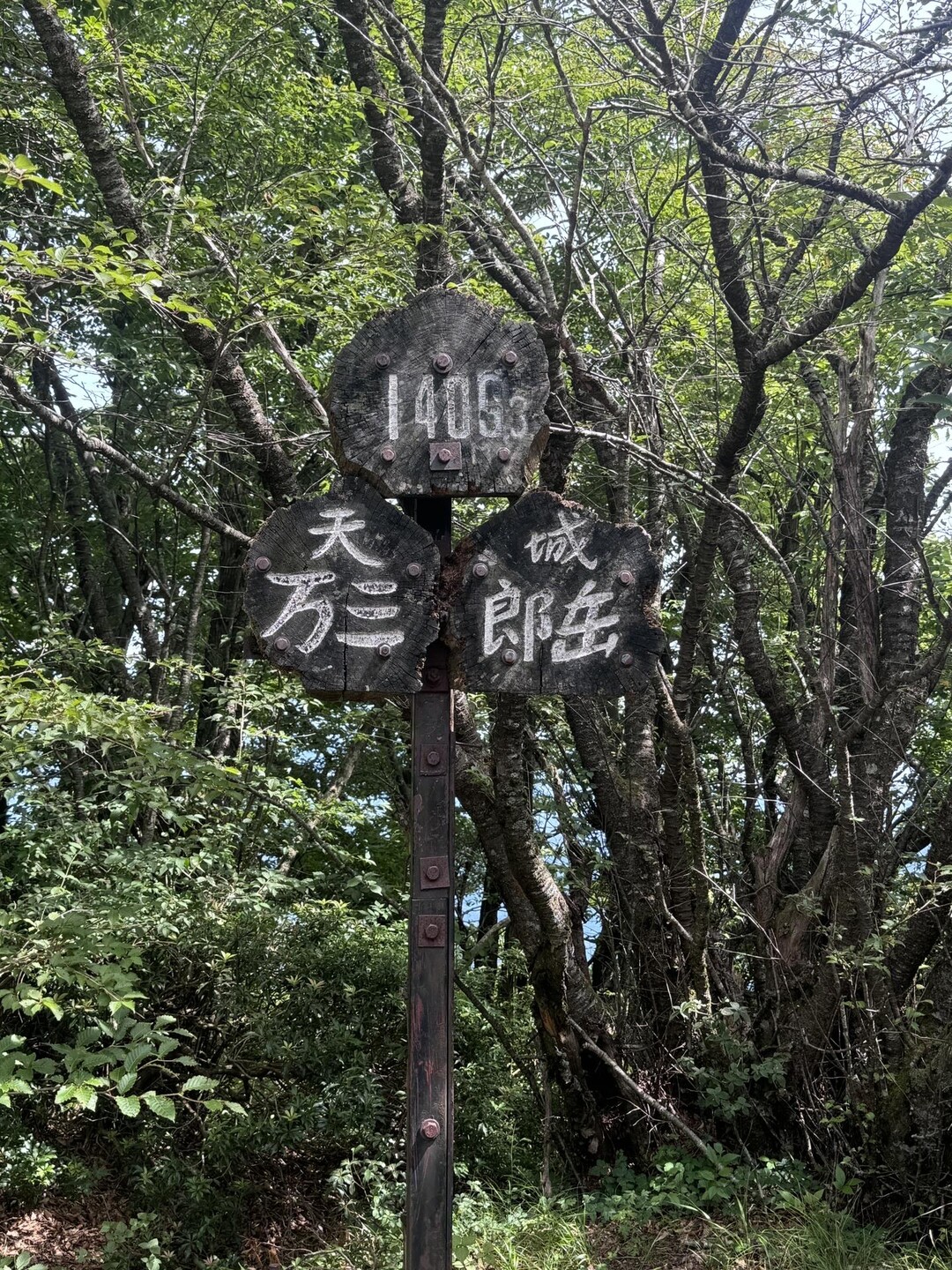 息子と2人で天城山シャクナゲコース / syu8_PPさんの天城山・鉢ノ山・三筋山の活動データ | YAMAP / ヤマップ