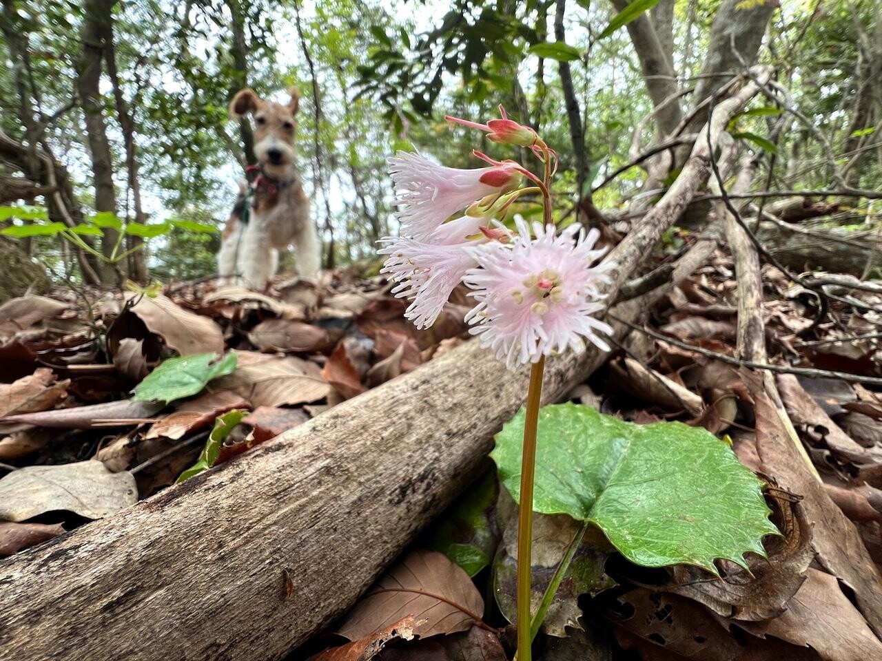 各務原アルプス-2 東側の4山 / masa omoさんの各務原アルプス（関南アルプス）・八木三山の活動データ | YAMAP / ヤマップ