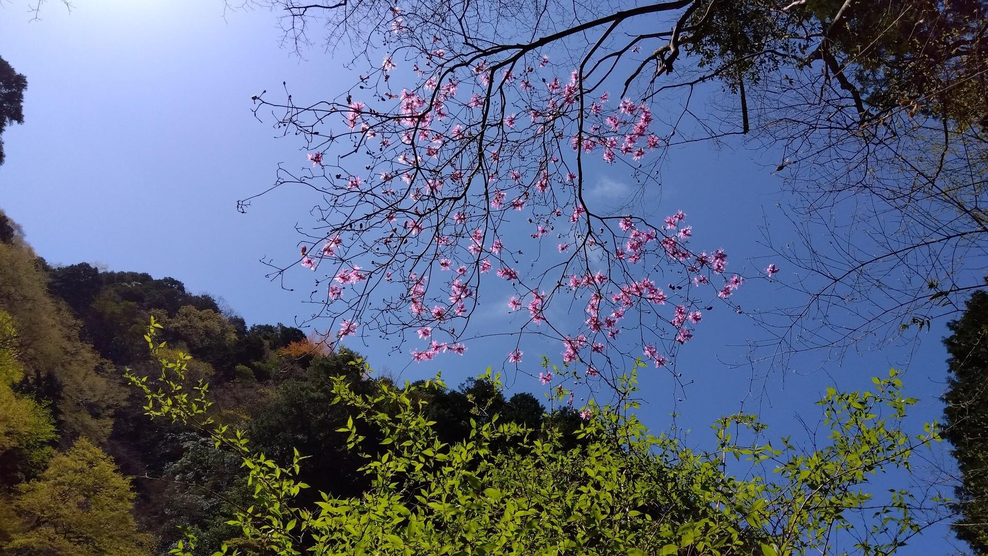 赤星山 / maoさんの赤星山・豊受山の活動データ | YAMAP / ヤマップ