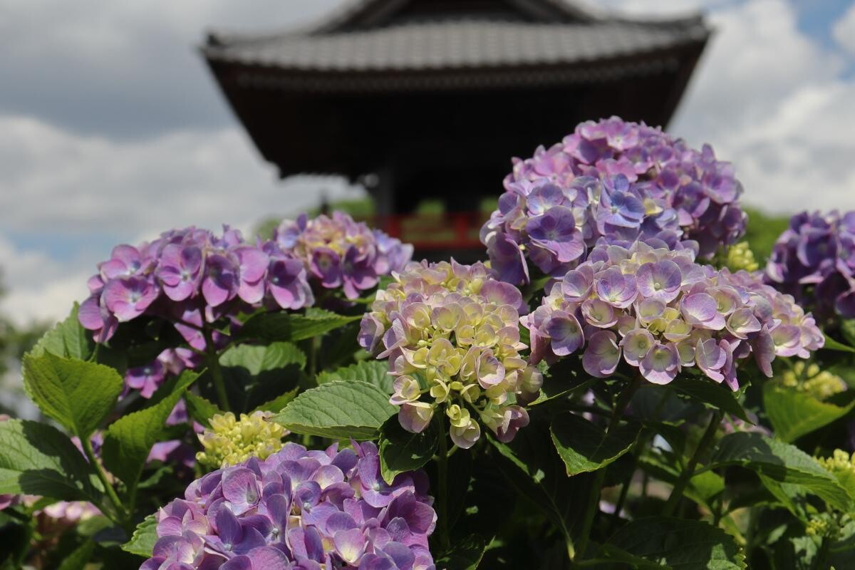 あじさい寺 能護寺 / nabe_kumaさんの観光の活動データ | YAMAP / ヤマップ