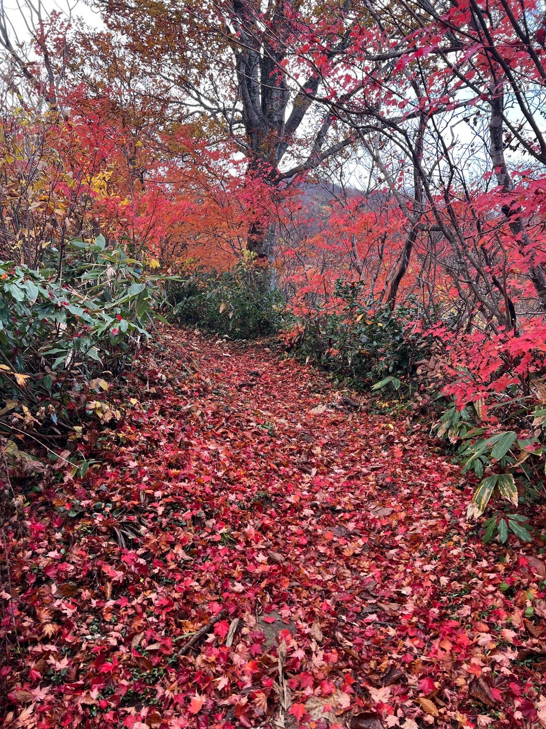 浅草岳・北岳・カヘヨノボッチ・前岳・鬼が面山 / Hakuさんの浅草岳・鬼ヶ面山の活動データ | YAMAP / ヤマップ