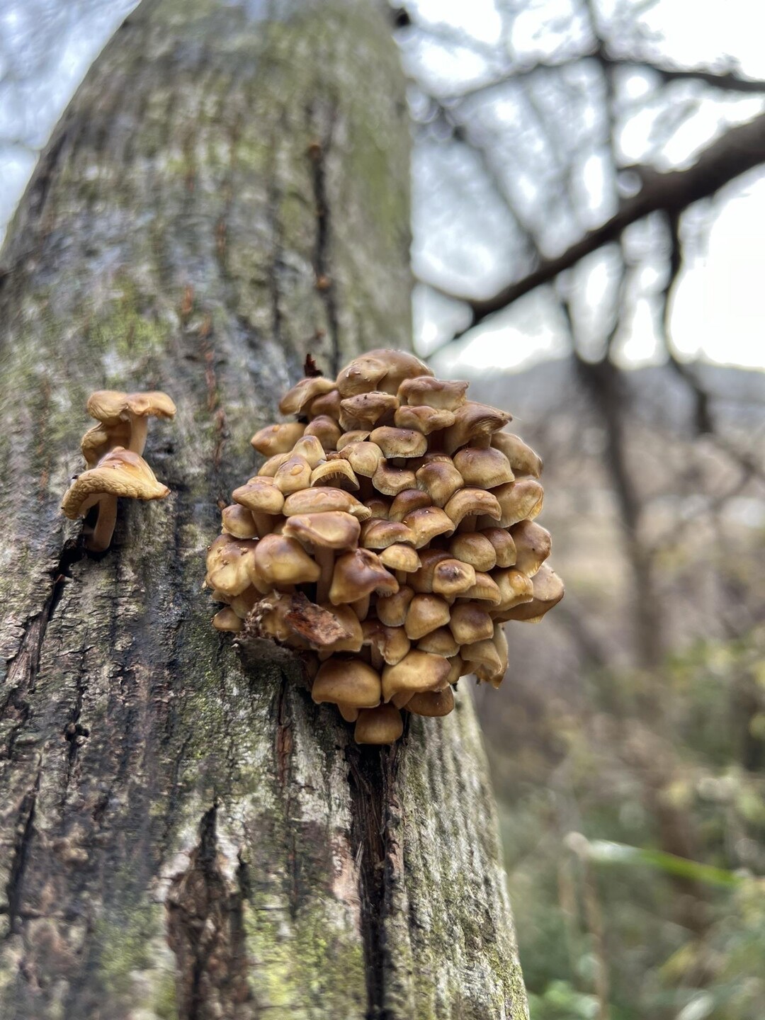 雪降ってきたー / HALさんの五社山・外山の活動データ | YAMAP / ヤマップ