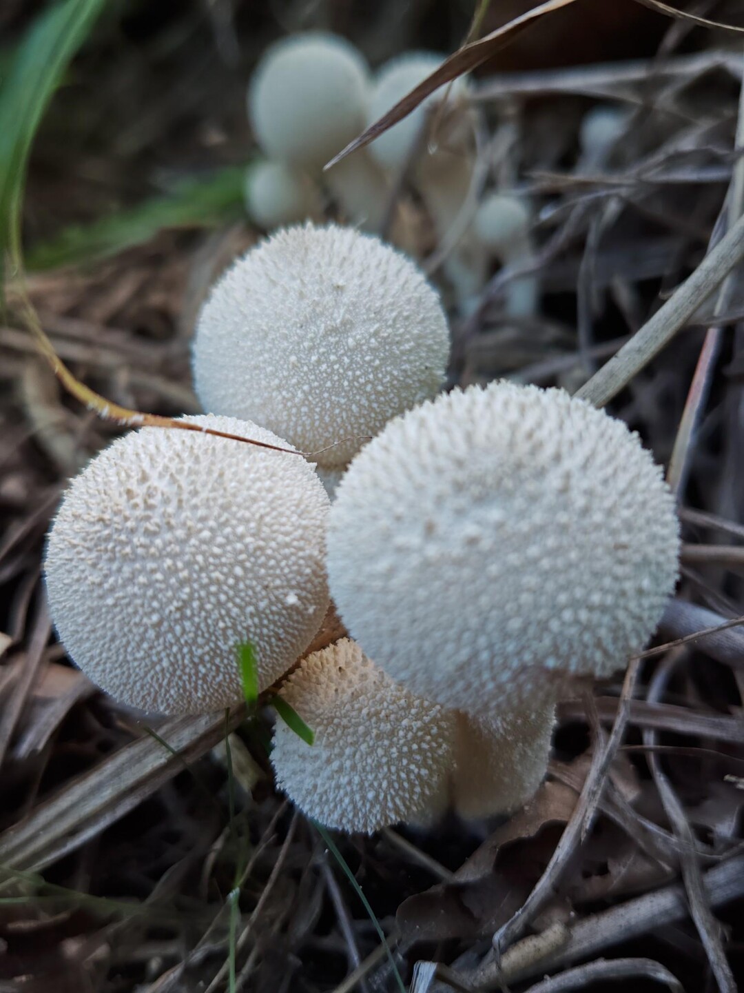 会山行で斑尾山・大明神岳R6.10.1 / カズちゃんさんの斑尾山・信越トレイル（斑尾山・赤池・希望湖）の活動日記 | YAMAP / ヤマップ