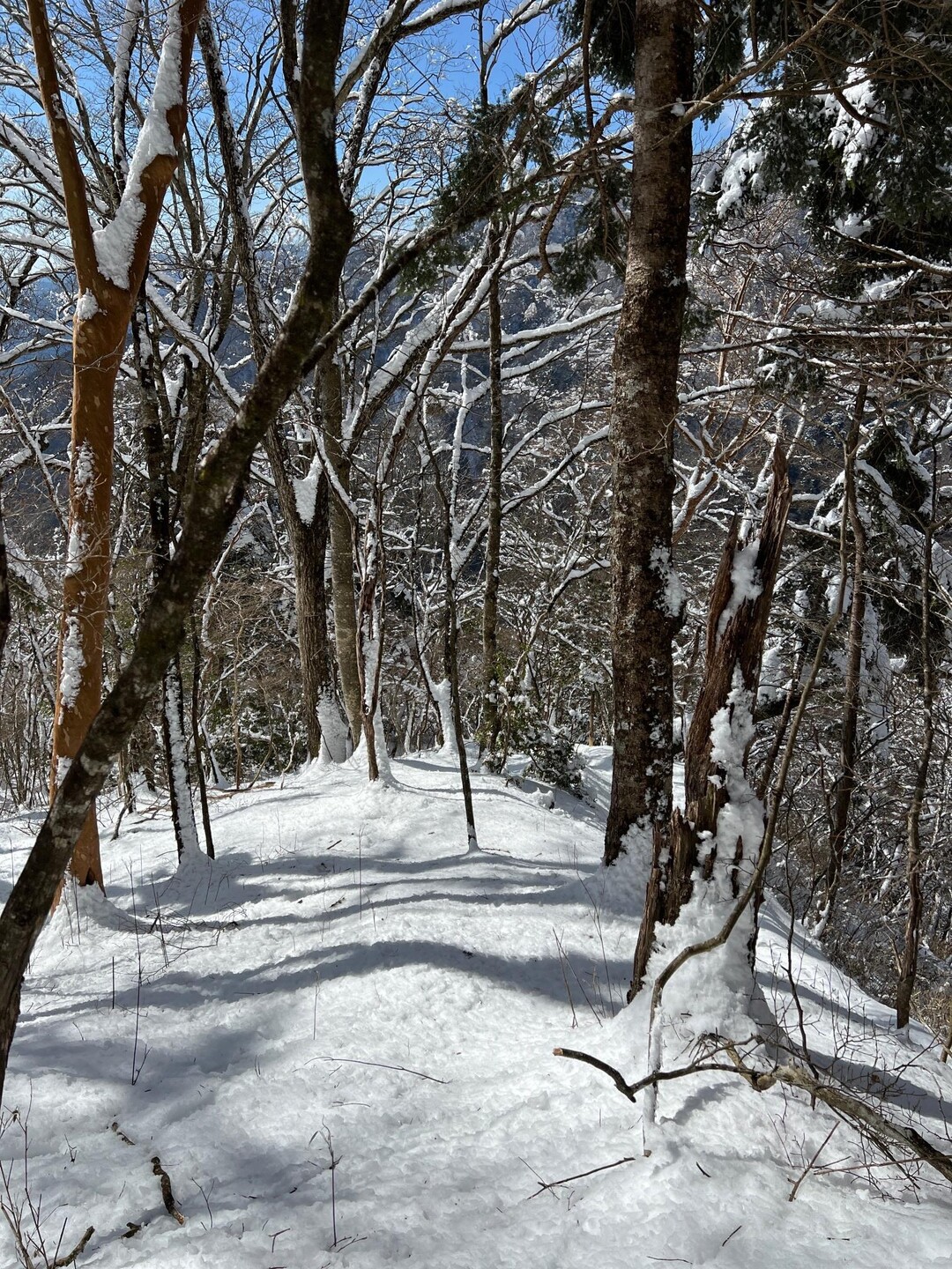 安倍峠 / sigeさんの山伏・八紘嶺・笹山の活動データ | YAMAP / ヤマップ