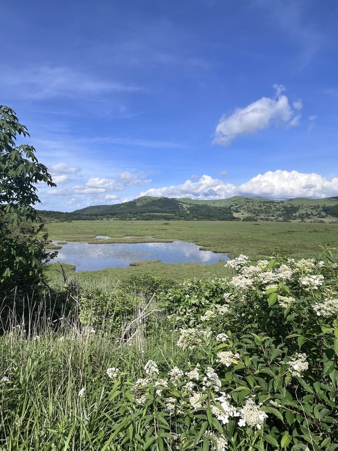 ウォーキング-2024-07-21 / Lee Vickyさんのウォーキングの活動データ | YAMAP / ヤマップ