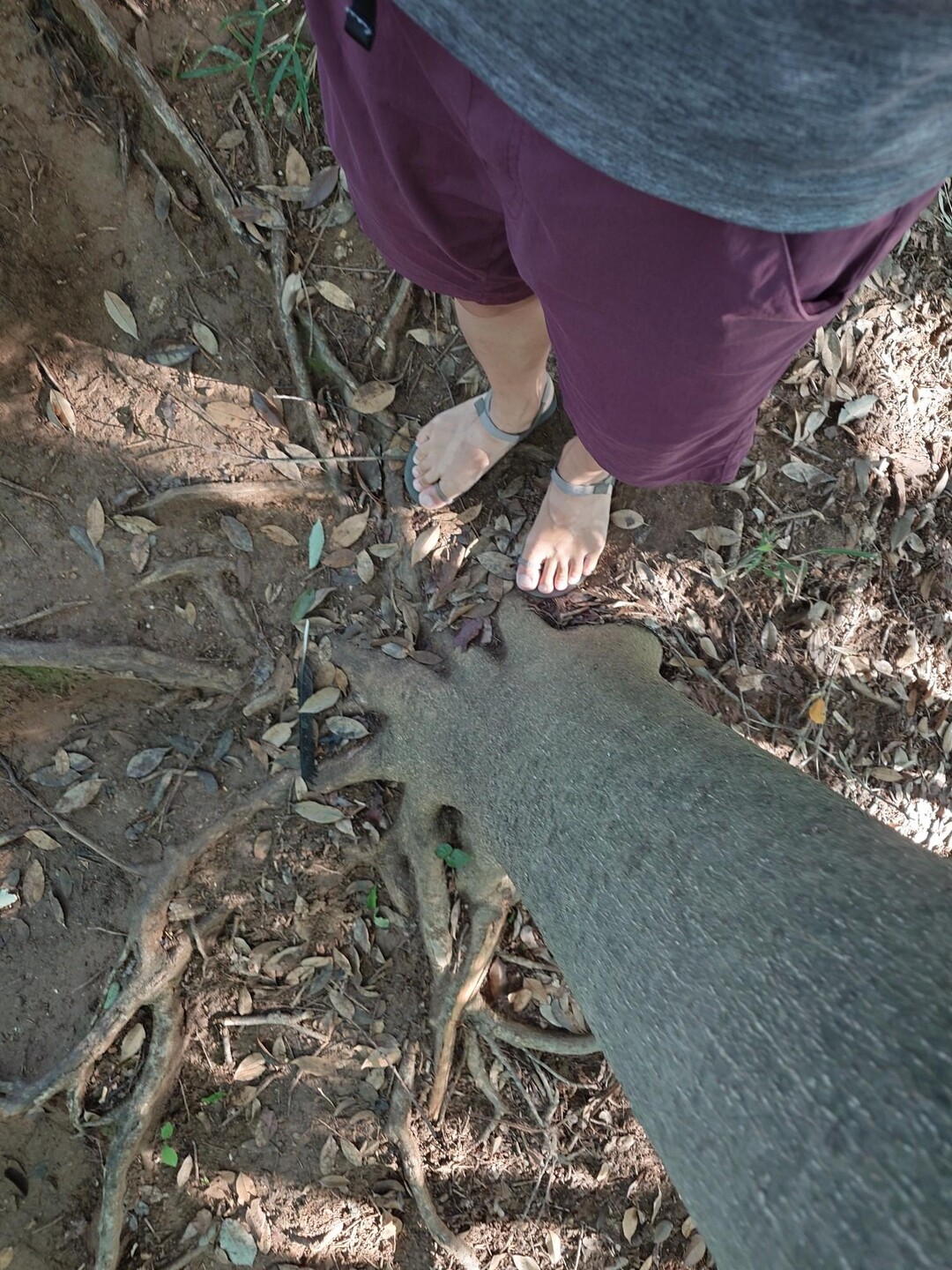 お休み欲しい～ アヅマ203 / ta2さんの鳴神山・吾妻山の活動データ | YAMAP / ヤマップ