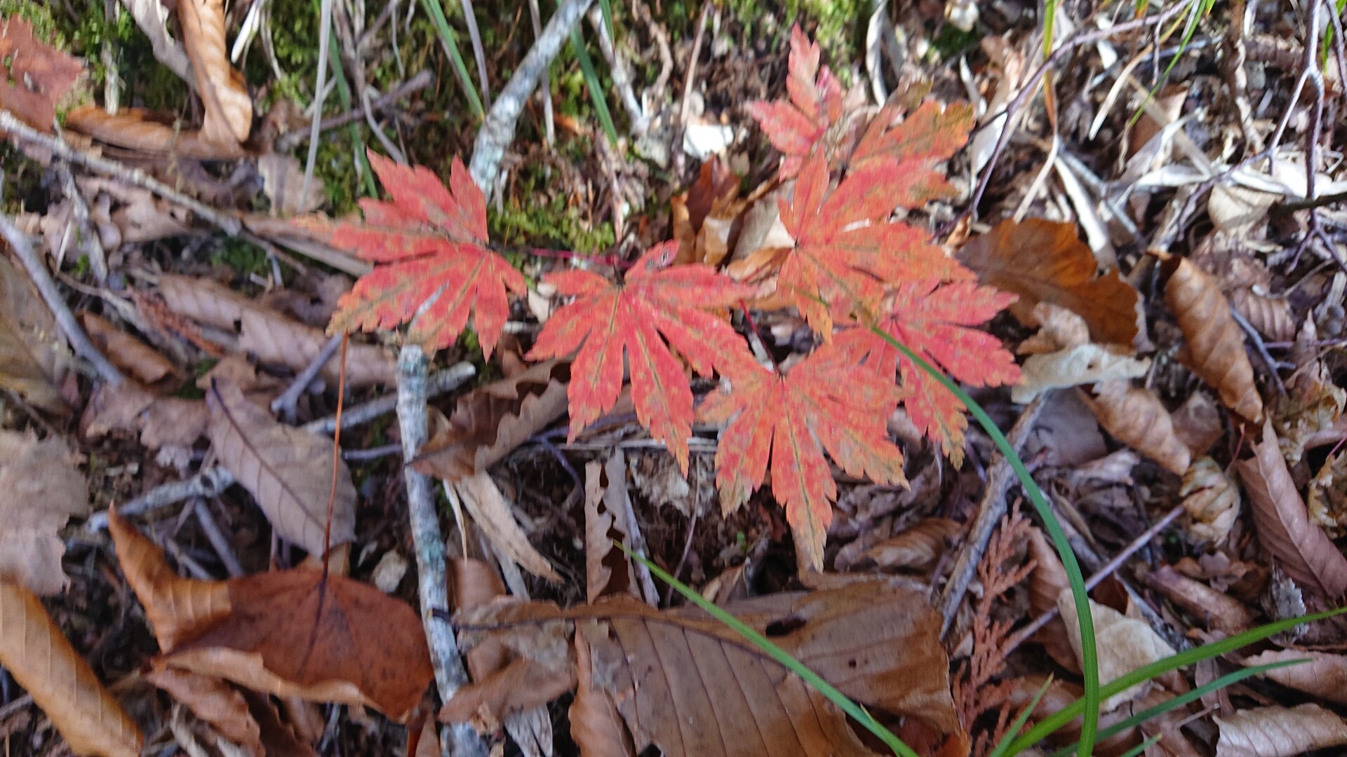小さい秋見ぃつけた🎵(福地山で) / hiyoko🐥さんのモーメント | YAMAP / ヤマップ