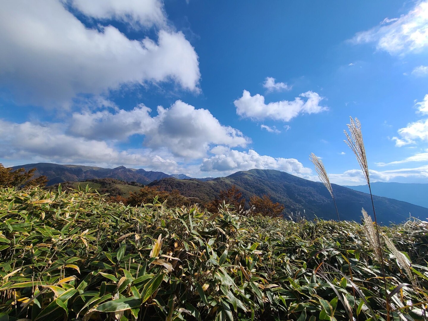綱附森 / jnkさんの三嶺・天狗塚・石立山の活動データ | YAMAP / ヤマップ