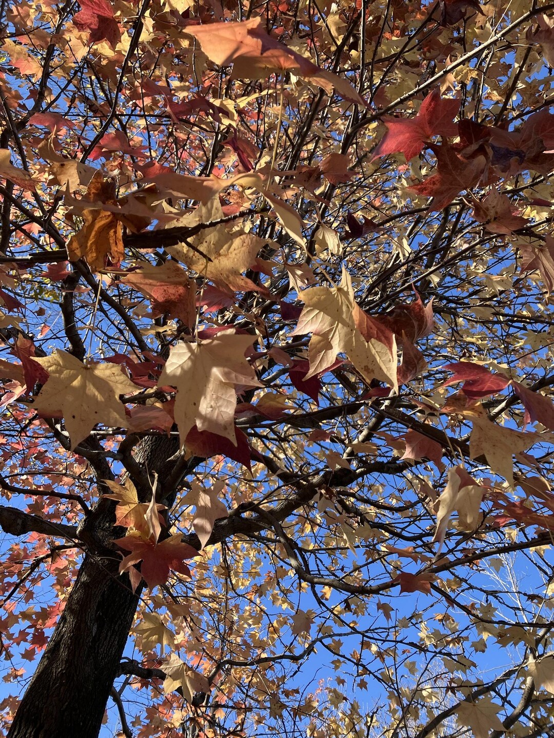 智光山公園にてのんびり散策。 ハンカチの... / かここさんのモーメント | YAMAP / ヤマップ