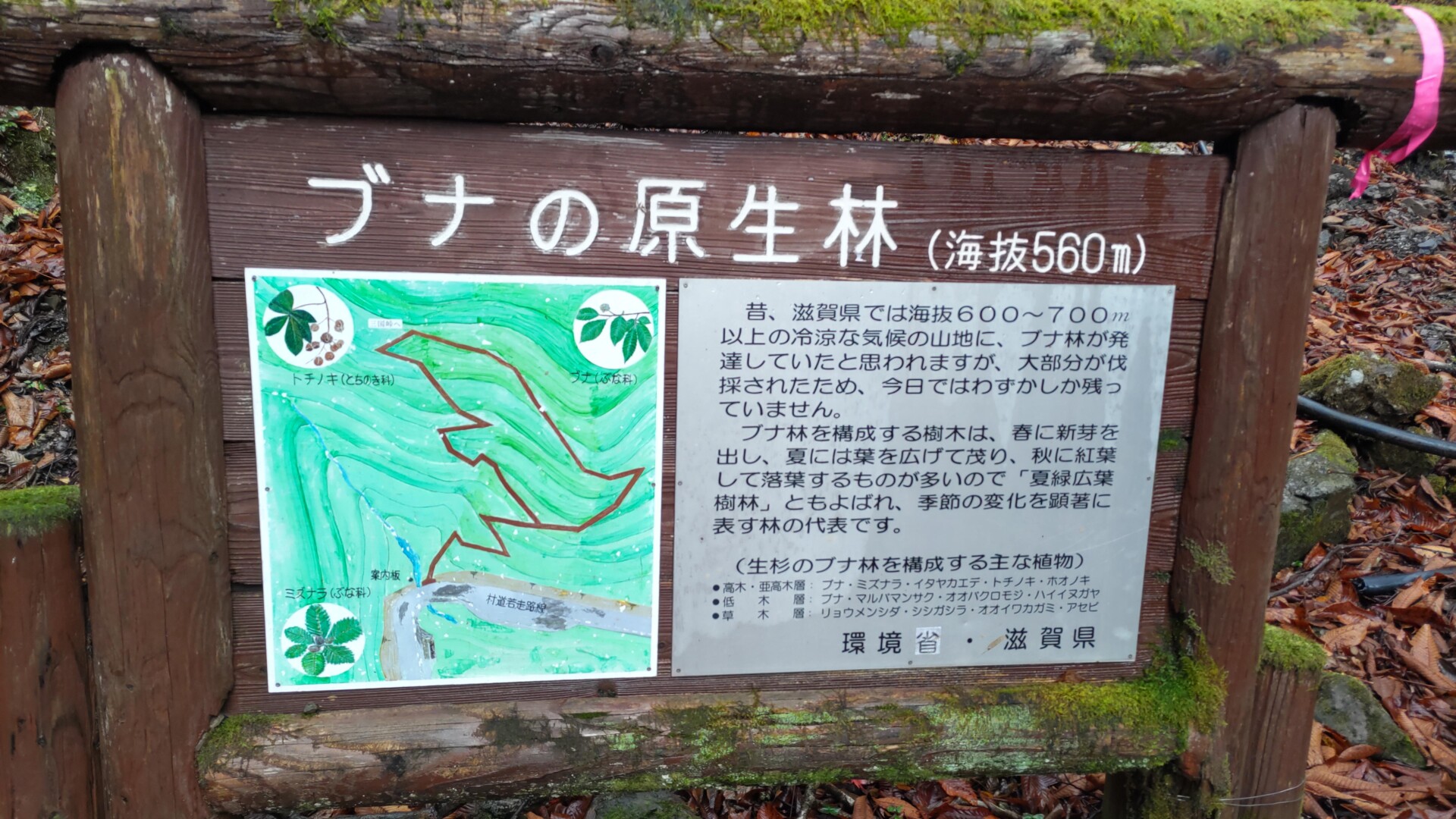 芦生の秋 / ss43mさんの高島トレイル その2の活動データ | YAMAP / ヤマップ