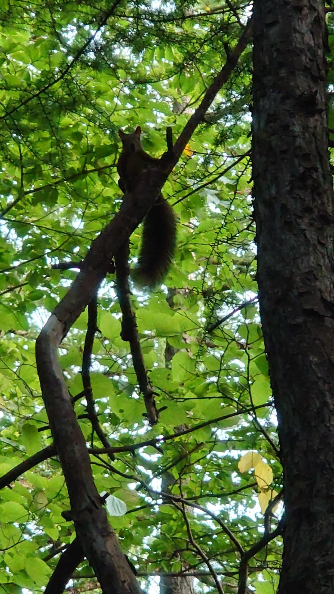 afternoon ～ MOIWA / makyさんの藻岩山の活動データ | YAMAP / ヤマップ