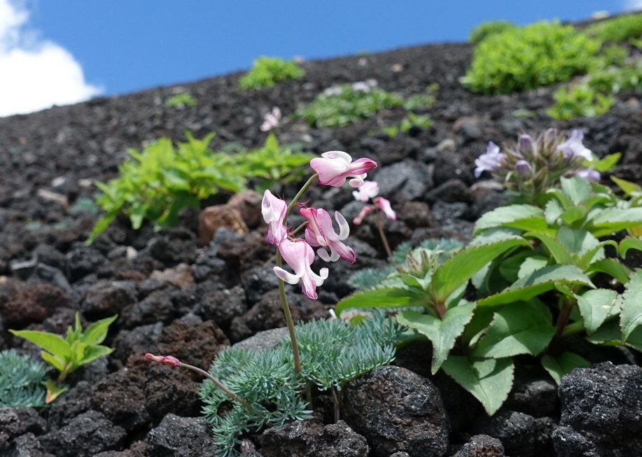 岩手山 馬返し登山口から / TOTOさんの岩手山・黒倉山・鞍掛山の活動データ | YAMAP / ヤマップ