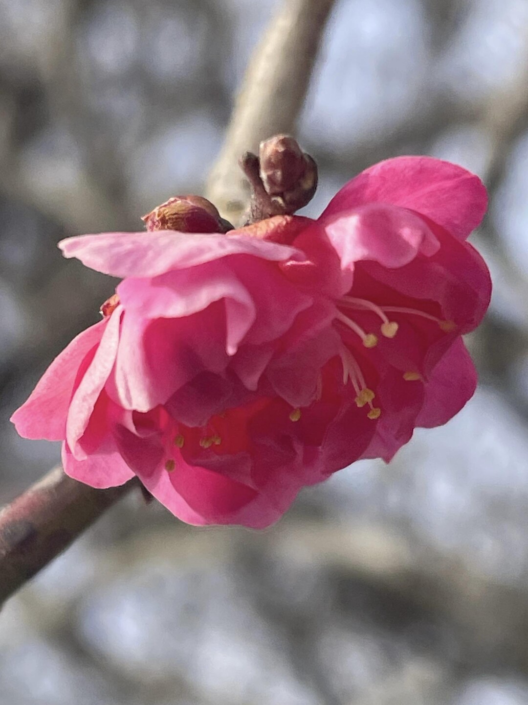 🌸長瀞アルプス+GP🏃🏻‍♀️ / sayoさんの宝登山・長瀞アルプス・不動山・陣見山・鐘撞堂山の活動データ | YAMAP / ヤマップ