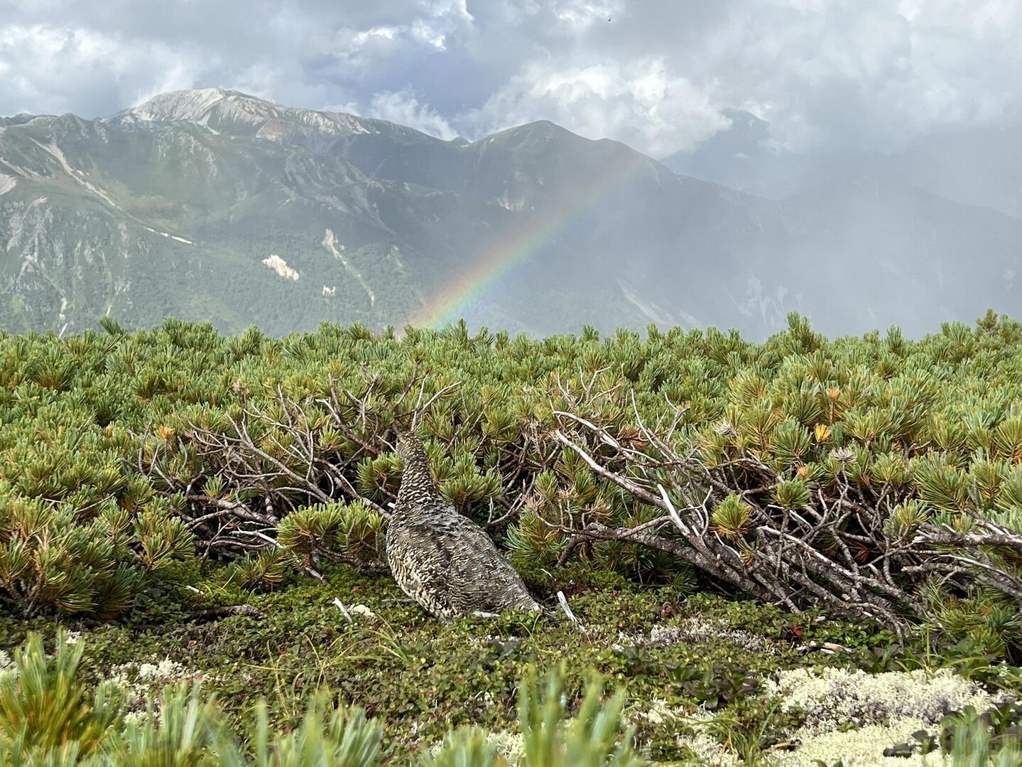 日帰りできず…ONE DAY山行⛰ / ただっちさんの野口五郎岳・真砂岳・湯俣岳の活動データ | YAMAP / ヤマップ