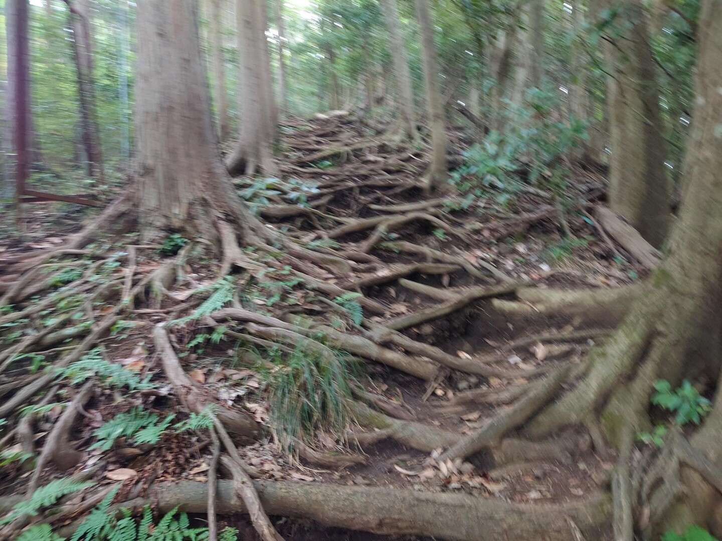 seironさんの投稿したフィールドメモ | YAMAP / ヤマップ