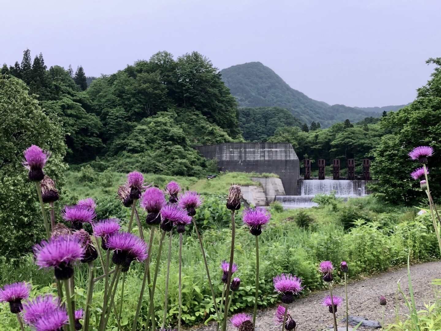 番屋山 / w823hさんの番屋山の活動データ | YAMAP / ヤマップ