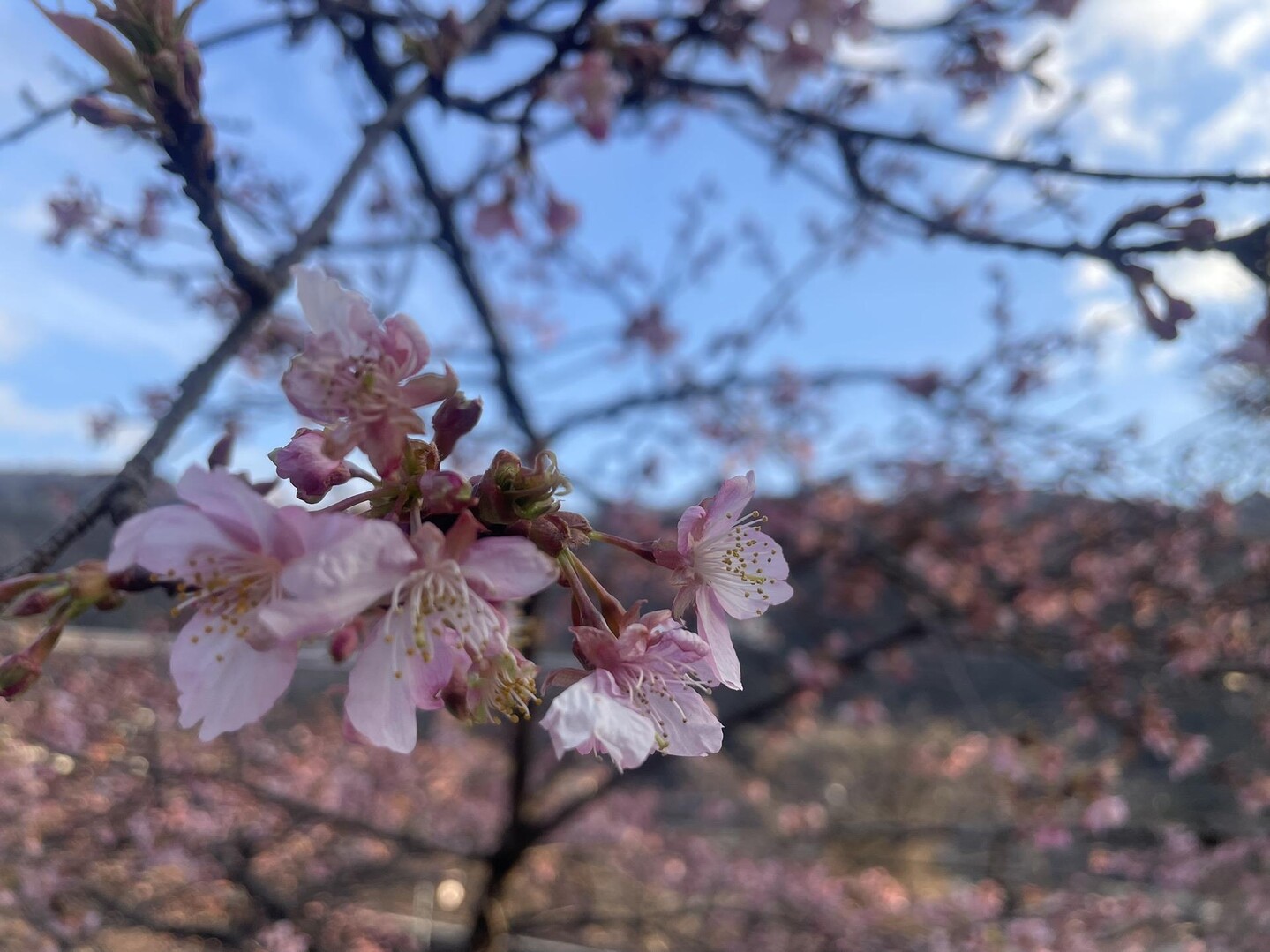 ️大野山 / AIさんの高松山・大野山の活動データ | YAMAP / ヤマップ