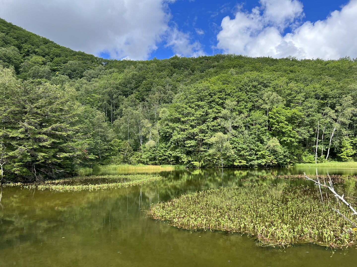 乗鞍高原のあざみ池。この日は暑かったな。... / Tagmsさんのモーメント | YAMAP / ヤマップ