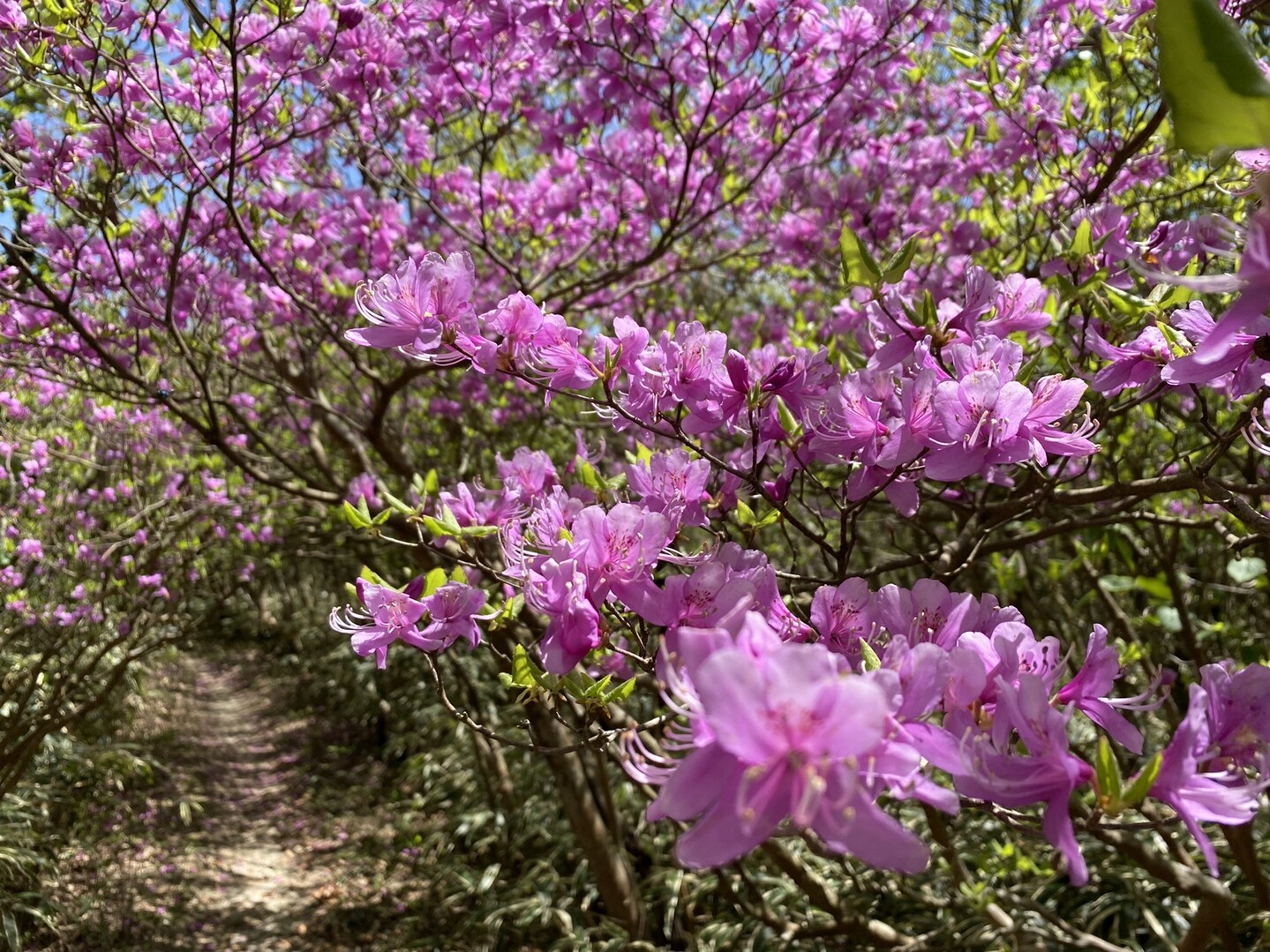 脊振山・唐人の舞 / HIRO-Gさんの脊振山・金山の活動データ | YAMAP / ヤマップ