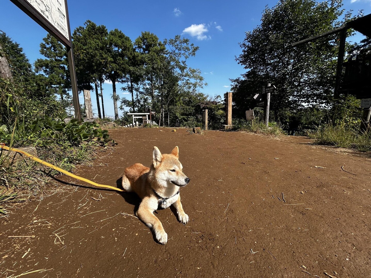 ユキ山歩🐕 草戸山 / Yos 8611さんの高尾山・陣馬山・景信山の活動データ | YAMAP / ヤマップ