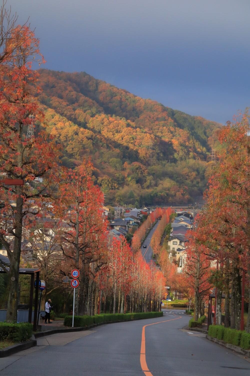 ポンポン山 上桂駅〜上の口バス停 / reiさんのポンポン山・釈迦岳・小塩山・若山の活動データ | YAMAP / ヤマップ