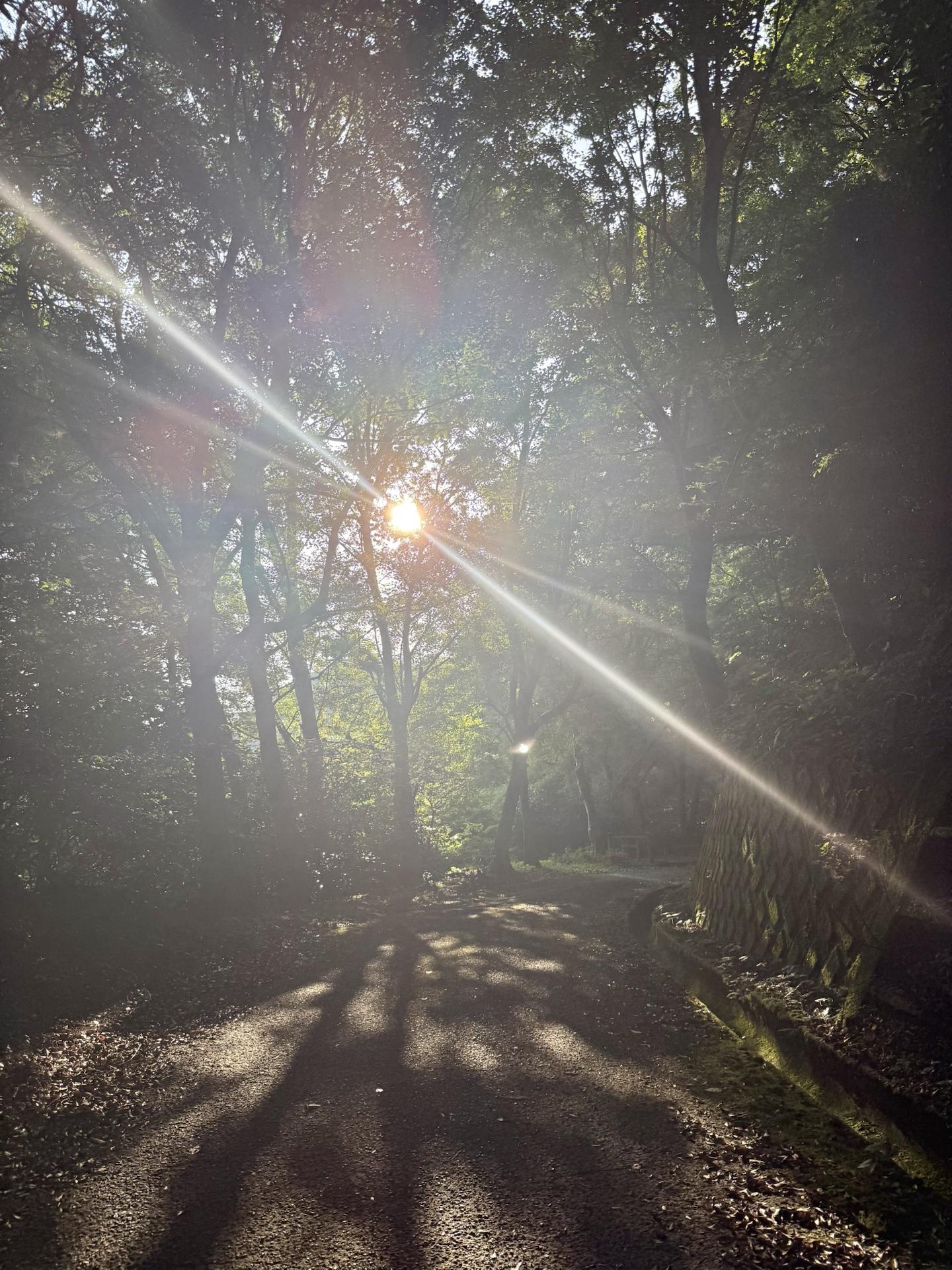 2025年6\20金御岳トレーニング99回目 / cocoさんの金御岳の活動データ | YAMAP / ヤマップ