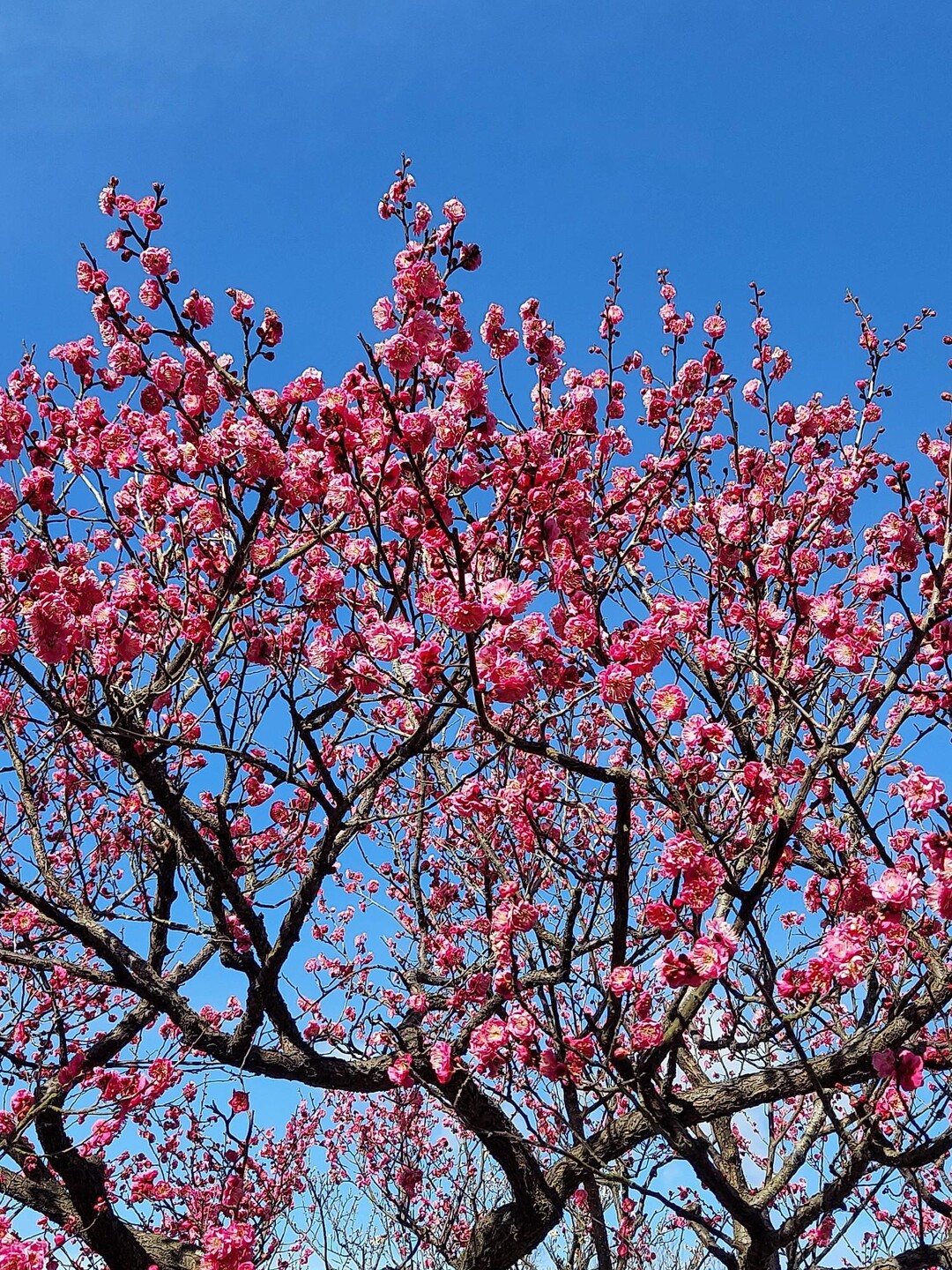 岡山市の神崎緑地は今、梅が満開。 / Masaさんのモーメント | YAMAP / ヤマップ
