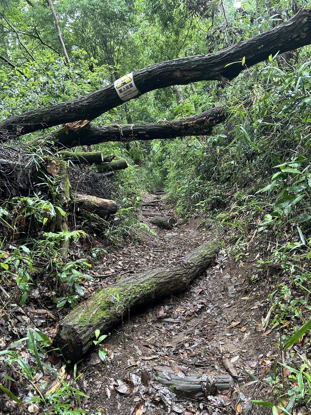 金比羅台19%VK経由高尾山22k / 高尾人さんの高尾山・陣馬山・景信山の活動データ | YAMAP / ヤマップ