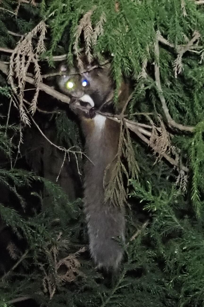 【速報】 むささび撮れたっ！！！！！ ... / wao→わおさんのモーメント | YAMAP / ヤマップ