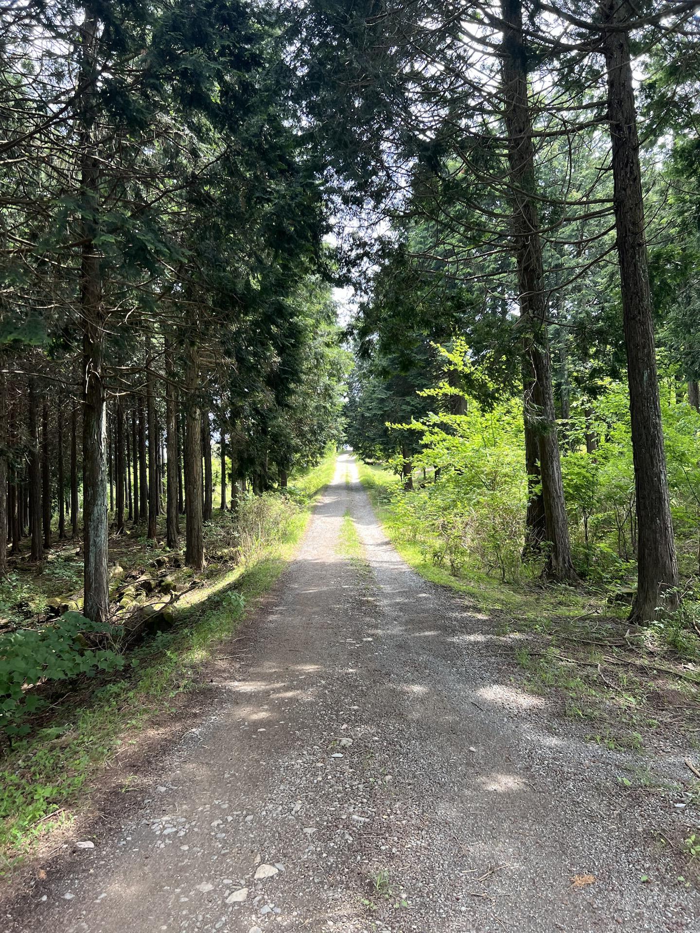 笠山〜堂平山〜剣ヶ峰 / noncha_31さんの堂平山・笠山（乳房山）・大霧山の活動データ | YAMAP / ヤマップ