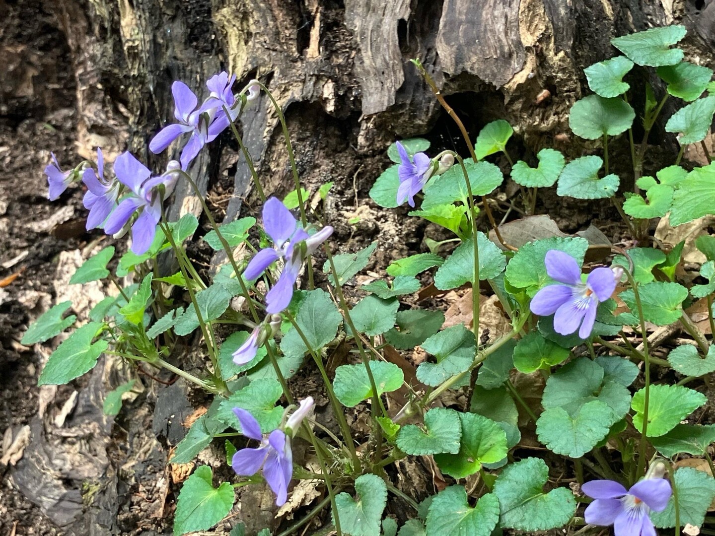 筑波山 / J. Yabeさんの筑波山の活動データ | YAMAP / ヤマップ