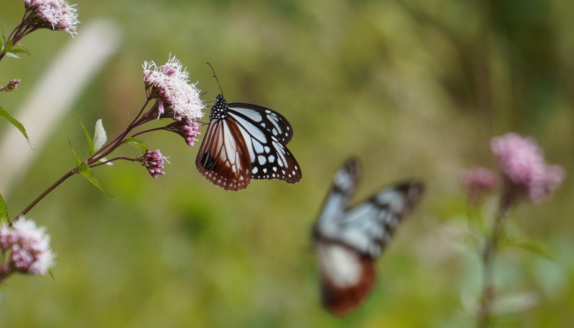 嶽山のアサギマダラ R6-42 / Zatoさんの嶽山・若山・四熊ヶ岳の活動データ | YAMAP / ヤマップ