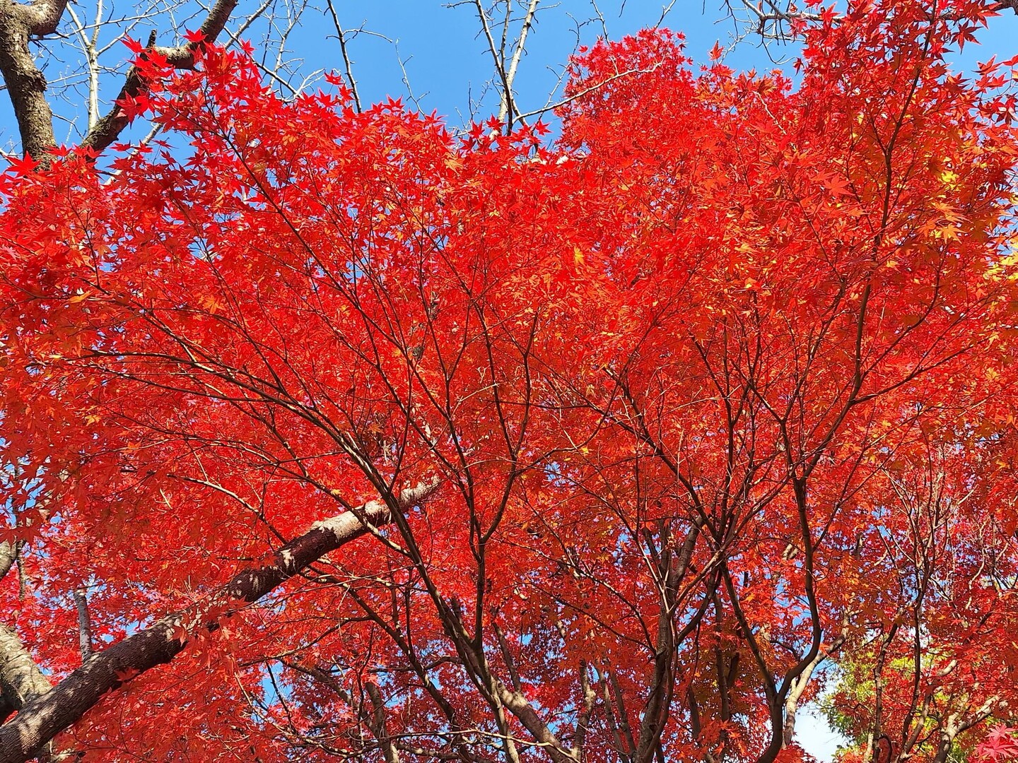 First and last / CBR600RRさんの清水山・丸山・古僧都山の活動データ | YAMAP / ヤマップ