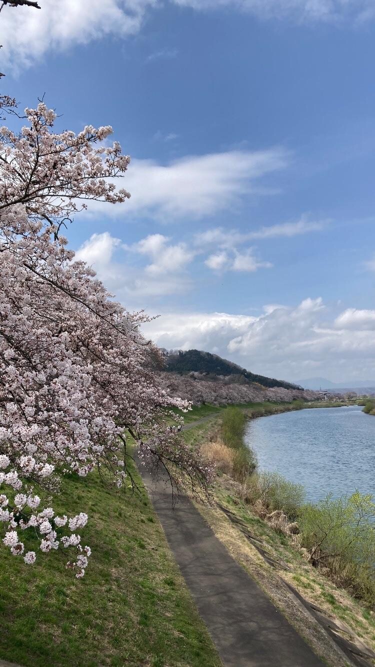 仙台 白石川堤一目千本桜 なかなか開花せ... / emiさんのモーメント | YAMAP / ヤマップ
