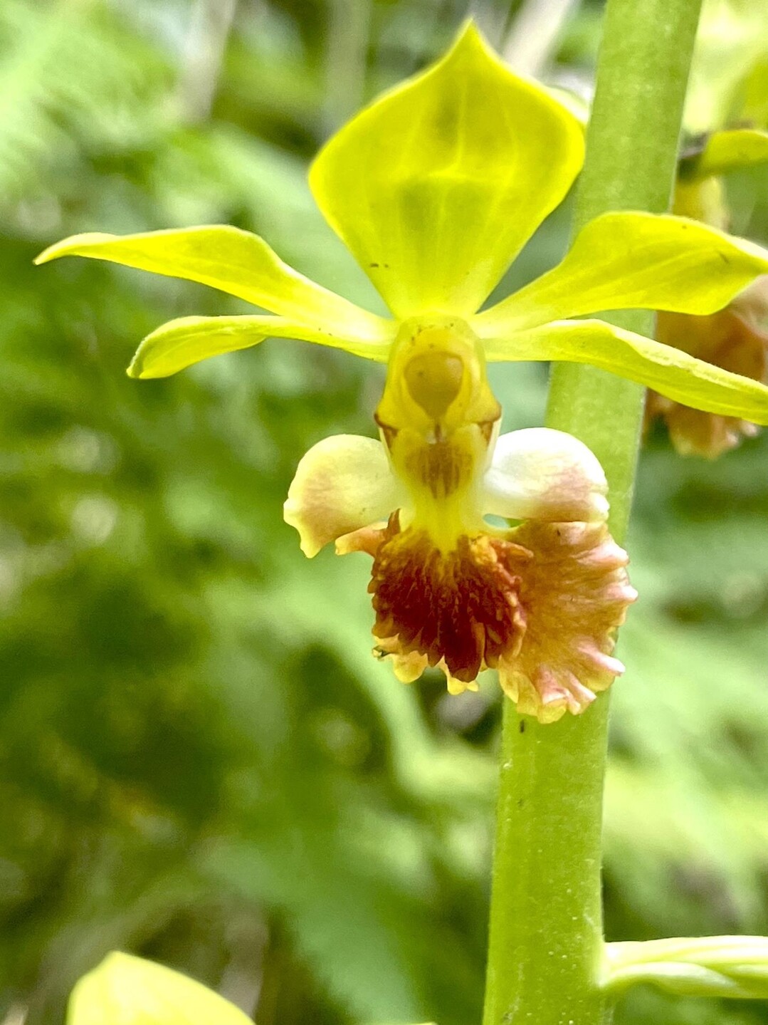 嬉しい藻岩山♡ / akorenaさんの藻岩山の活動データ | YAMAP / ヤマップ