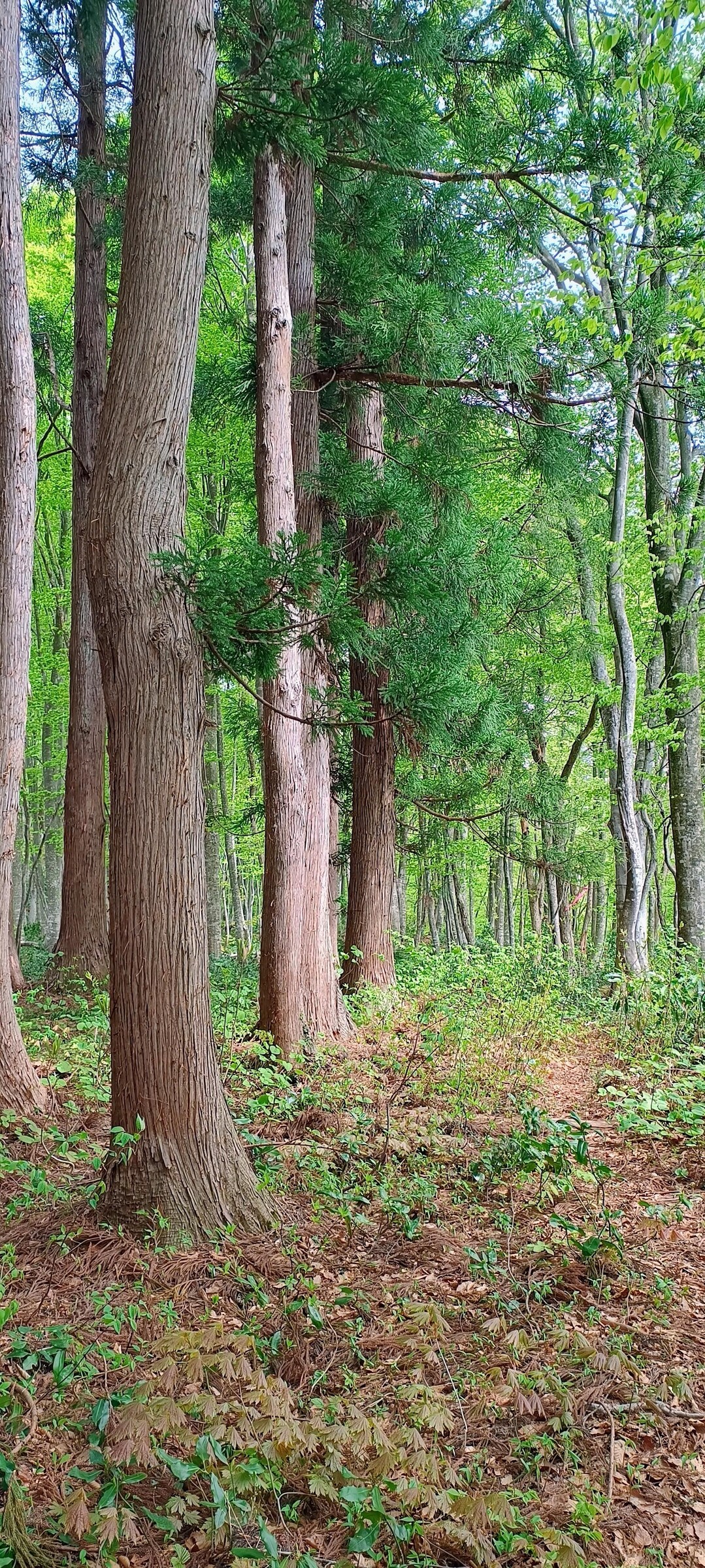 金峰山、女亀森、男亀森、真人山 / EMMAさんの金峰山・男亀森・女亀森・真人山の活動データ | YAMAP / ヤマップ
