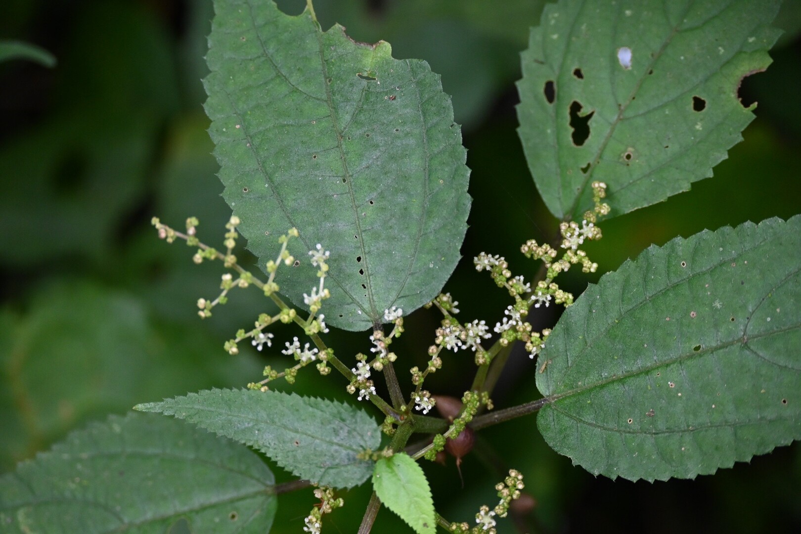 小下沢散策 22.08.06 八王子市 ... / TAKKUNさんのモーメント | YAMAP / ヤマップ