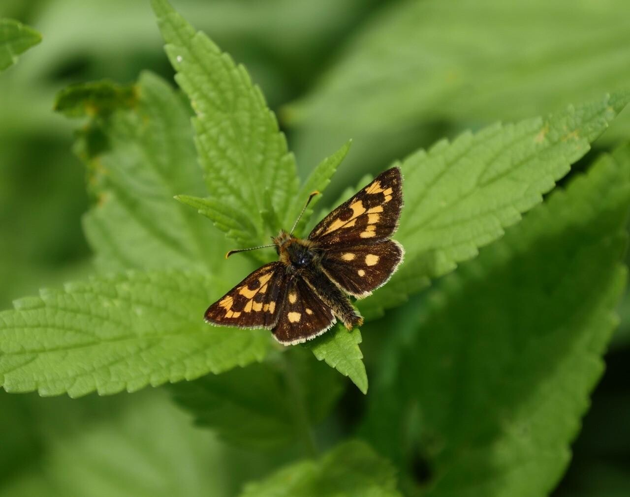 3年前に撮ったタカネキマダラセセリ、高山... / JICKさんのモーメント | YAMAP / ヤマップ