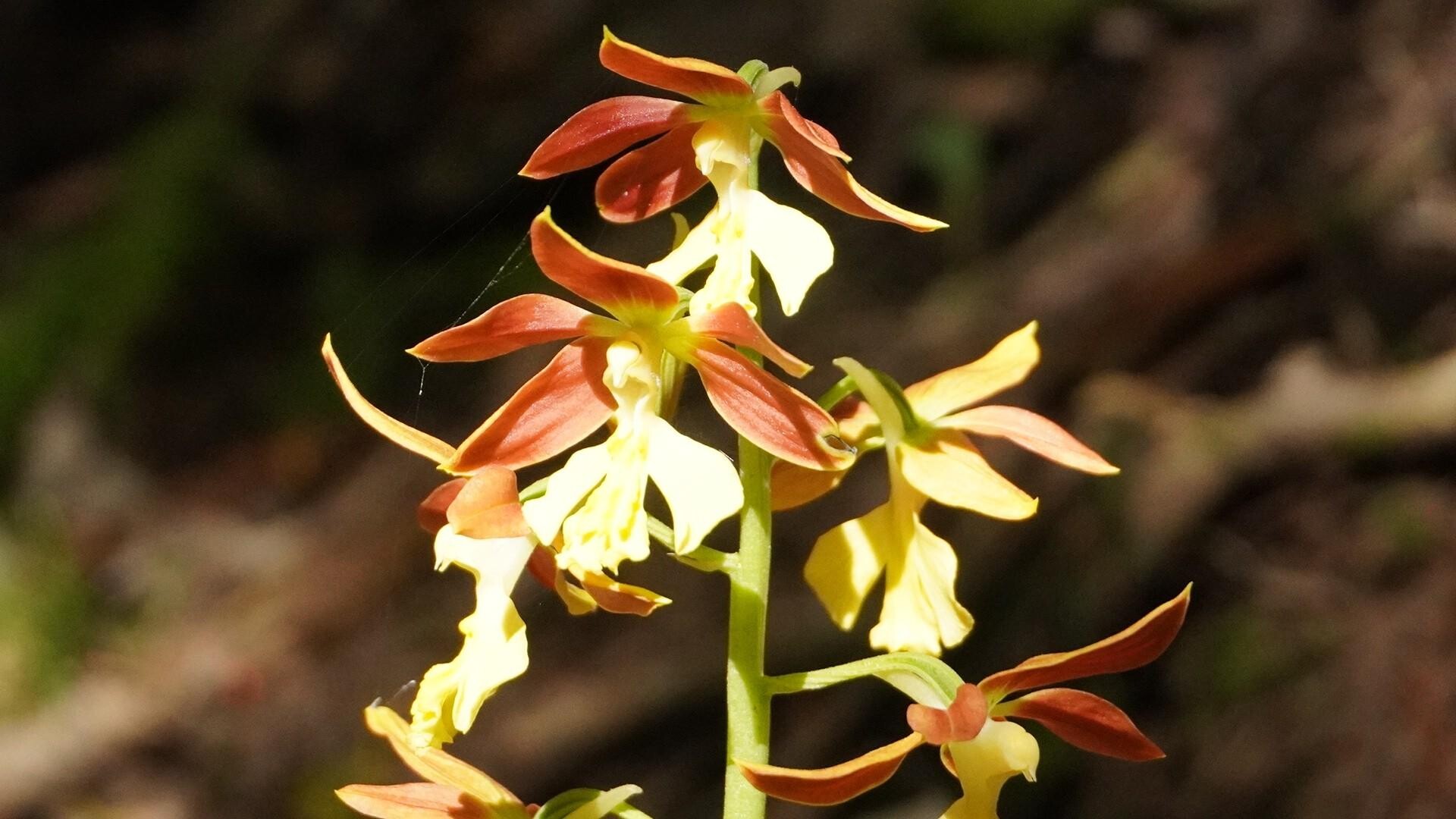 嶽山 夕方の山歩 R6-26 / Zatoさんの嶽山・若山・四熊ヶ岳の活動データ | YAMAP / ヤマップ