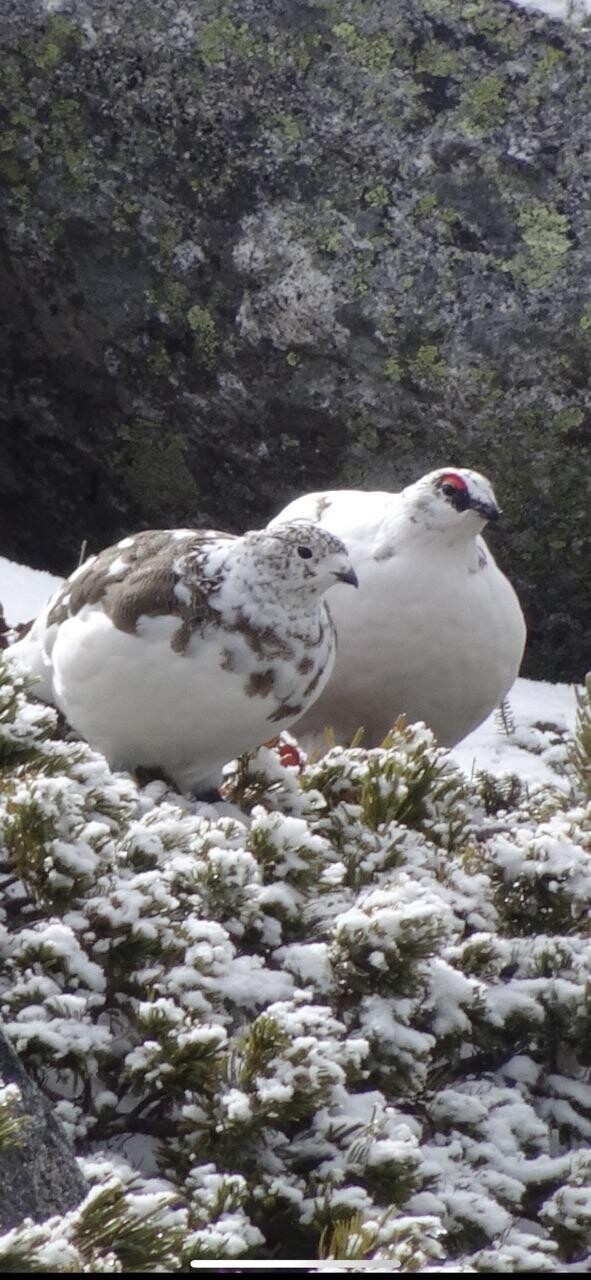 ライチョウさんのページ | YAMAP / ヤマップ