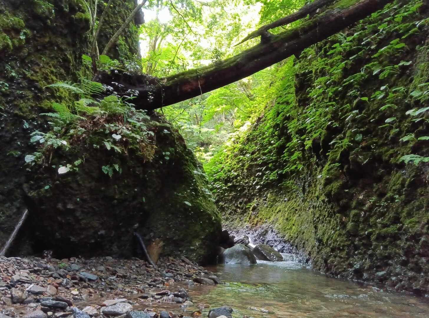 矢田川の渓流釣り / streamさんのウォーキングの活動データ | YAMAP / ヤマップ