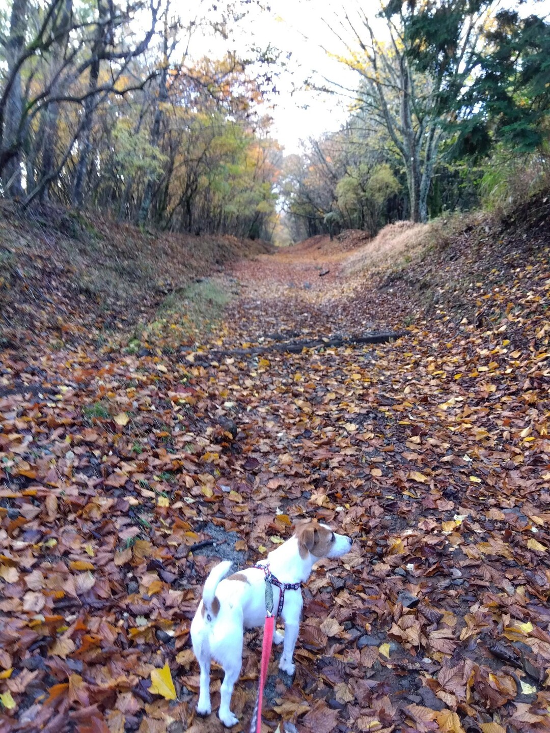 富士箱根ﾄﾚｲﾙ秋🍂金時山 / Veenaさんの金時山・明神ヶ岳の活動データ | YAMAP / ヤマップ