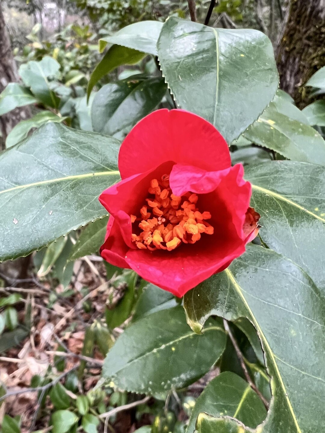 護摩堂山下山後、駐車場の目の前に「癒しロ... / 29sukiさんのモーメント | YAMAP / ヤマップ
